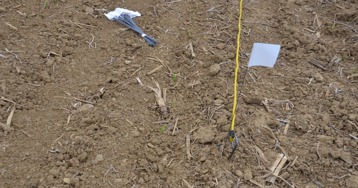 Here’s how to flag corn emergence