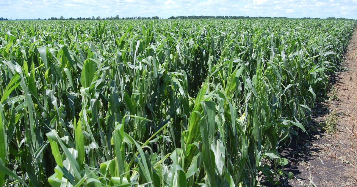 Gauge impact of late-season defoliation in corn