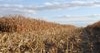 How Much More Can Iowa Corn Dry Down In The Field?
