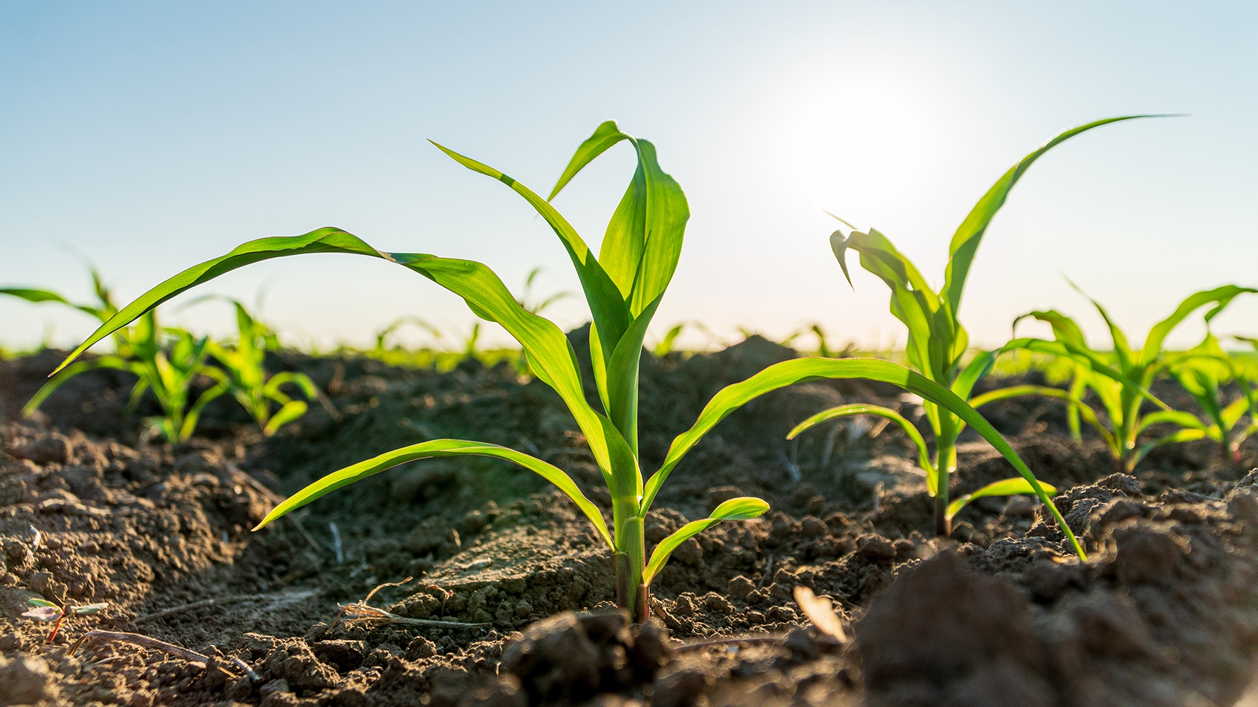 USDA crop progress: Plantings advance, quality ratings mixed