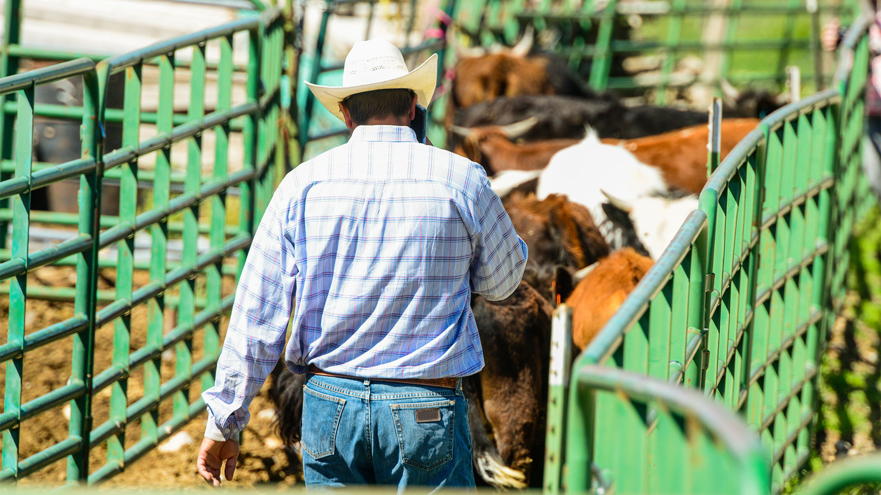 Fall cattle market defies seasonal price patterns