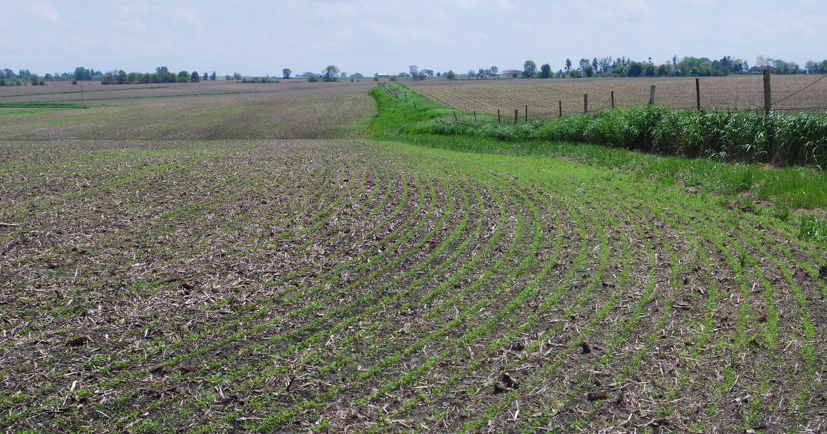 Cover crop options for prevented planting fields