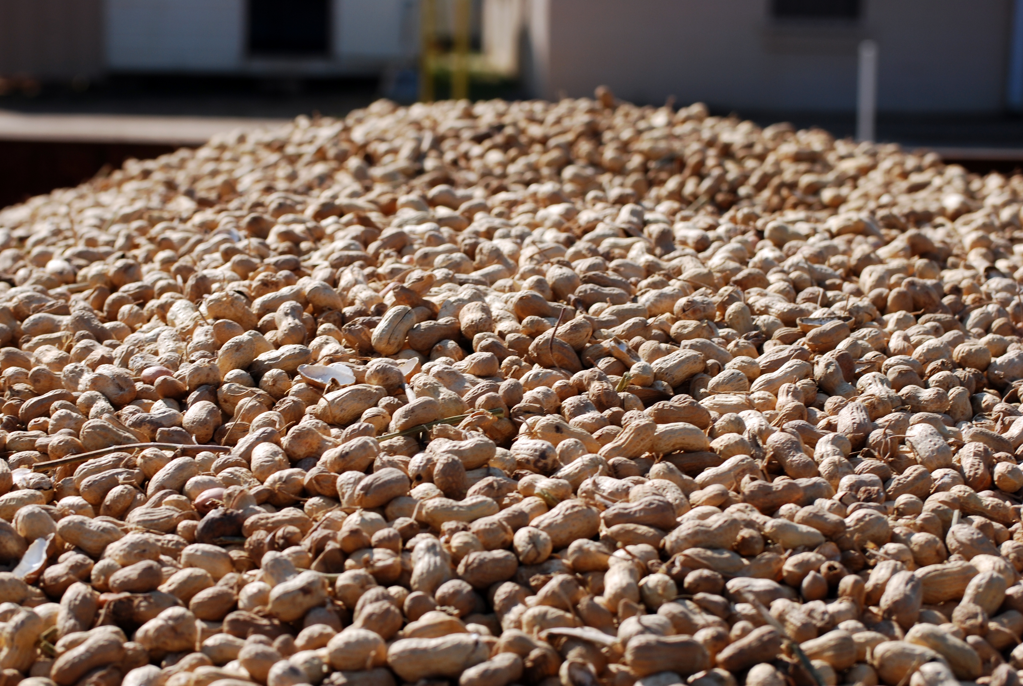 Peanut’s environmental footprint stretches beyond the farm