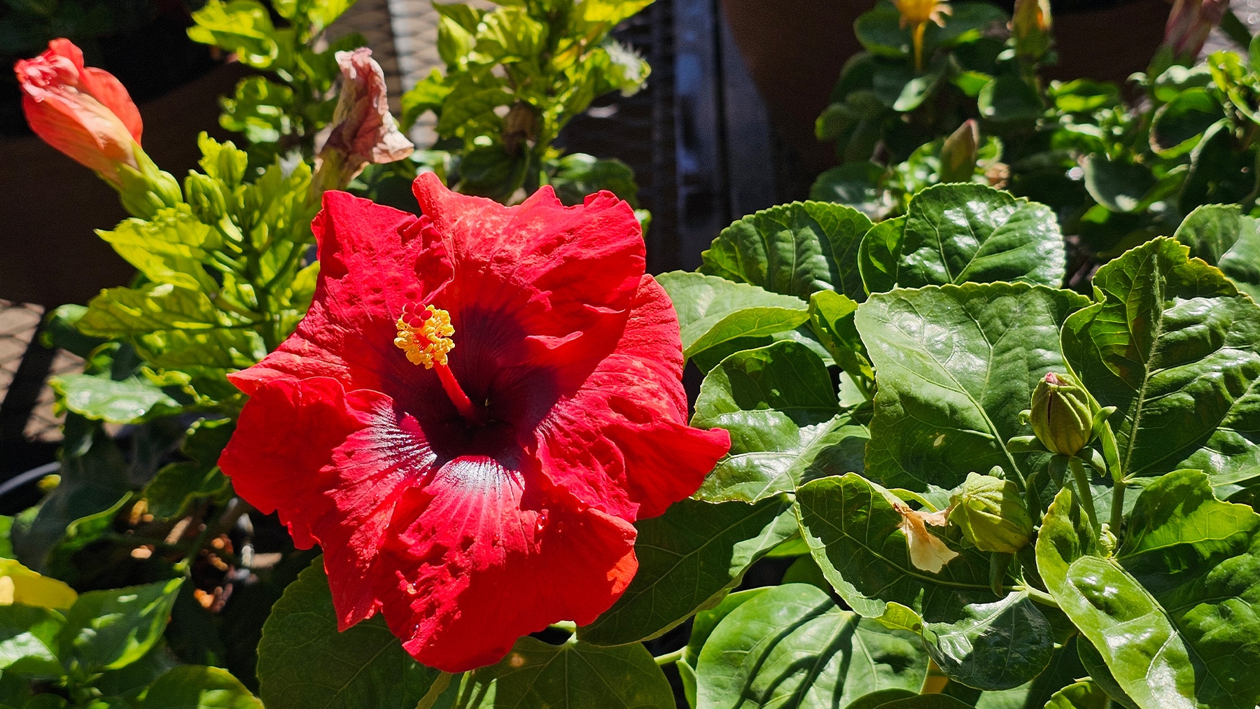 Texas braces for cotton jassid impact in 2026