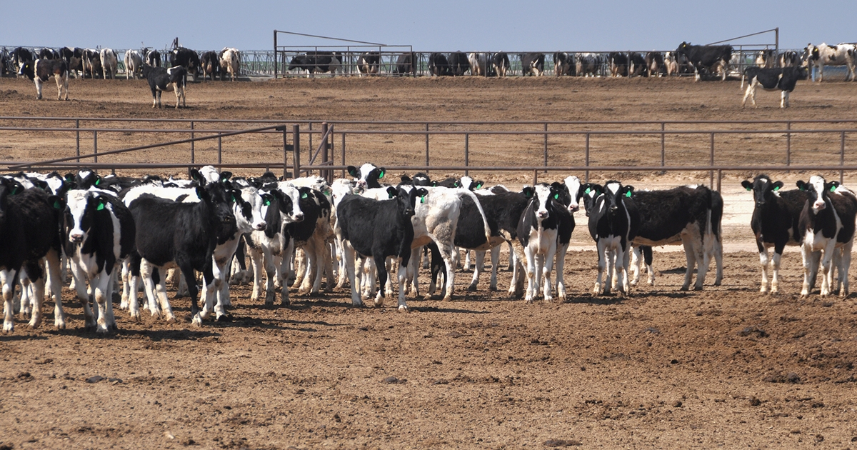 Dairy is a fast-growing industry in Kansas