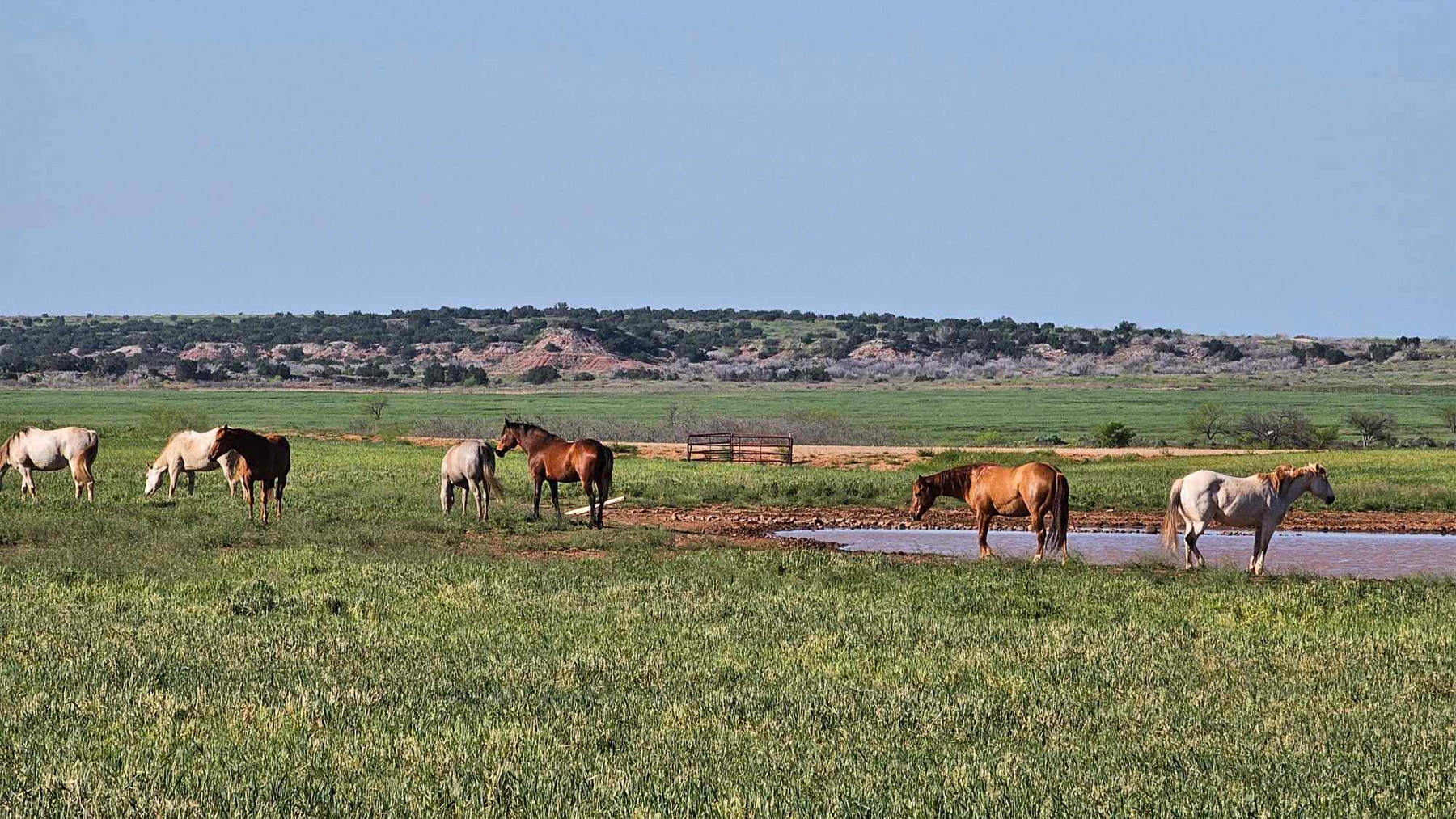 Texas rangeland conditions vary, drought persists