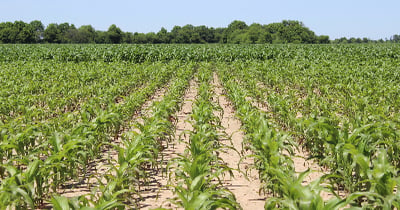 4 ways to prevent stunted corn in 2017?