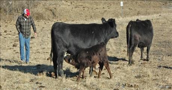 Assess cow body condition at weaning