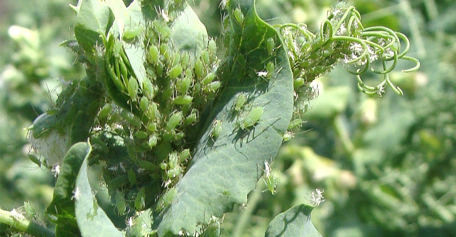 New online tool for fighting pulse crop pests
