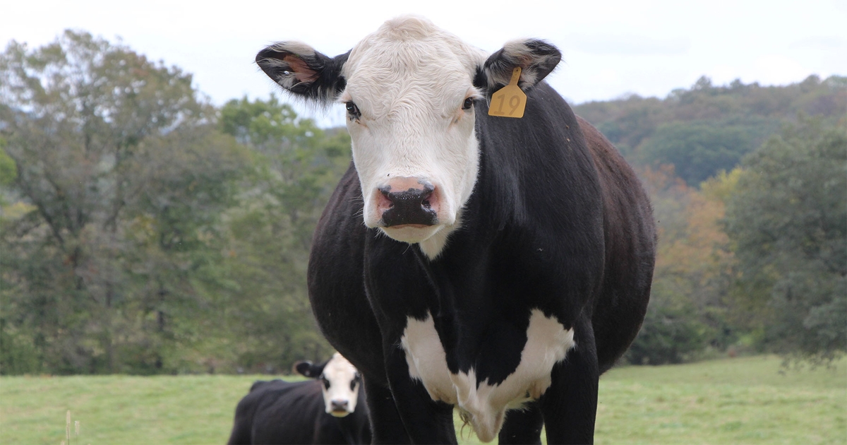 Cattle inventory estimated without USDA July report