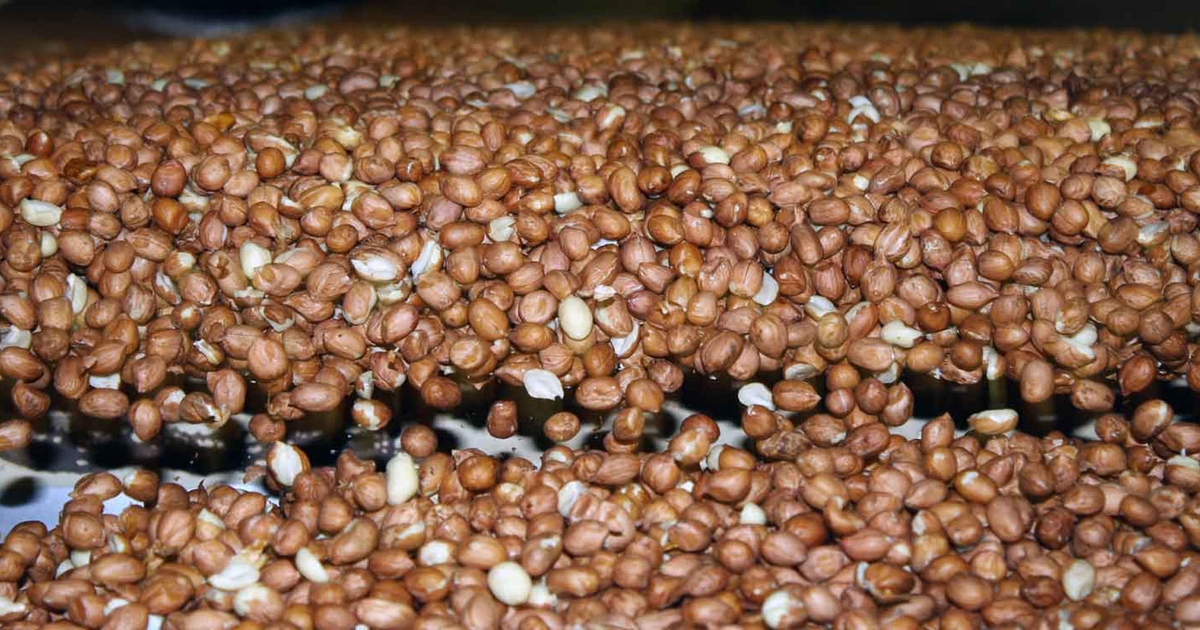 Farmer-owned peanut shellers’ storage share growing