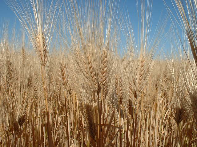 Lodging control for wheat and barley in Arizona | Farm Progress
