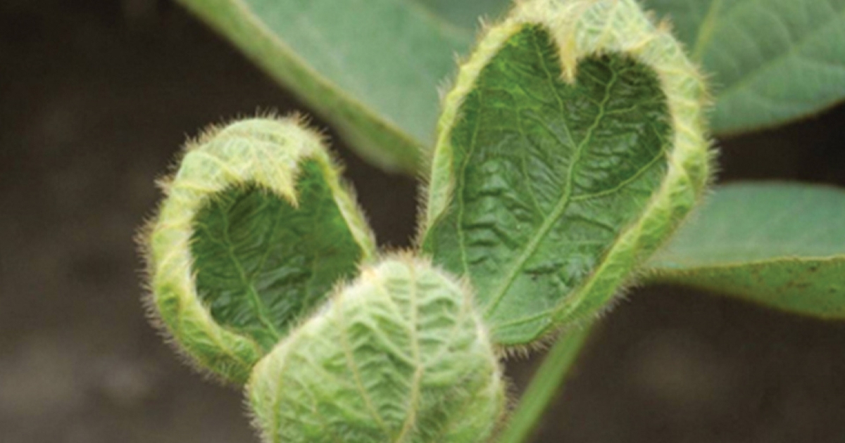 Diagnosing Soybean Symptomology