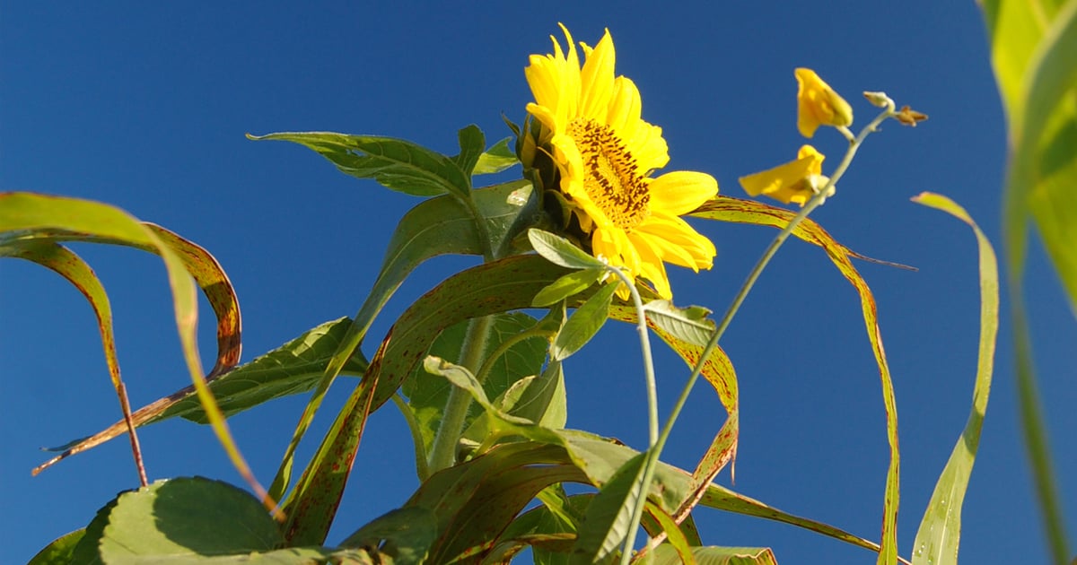 Northeast cover crop use continues to rise | Farm Progress