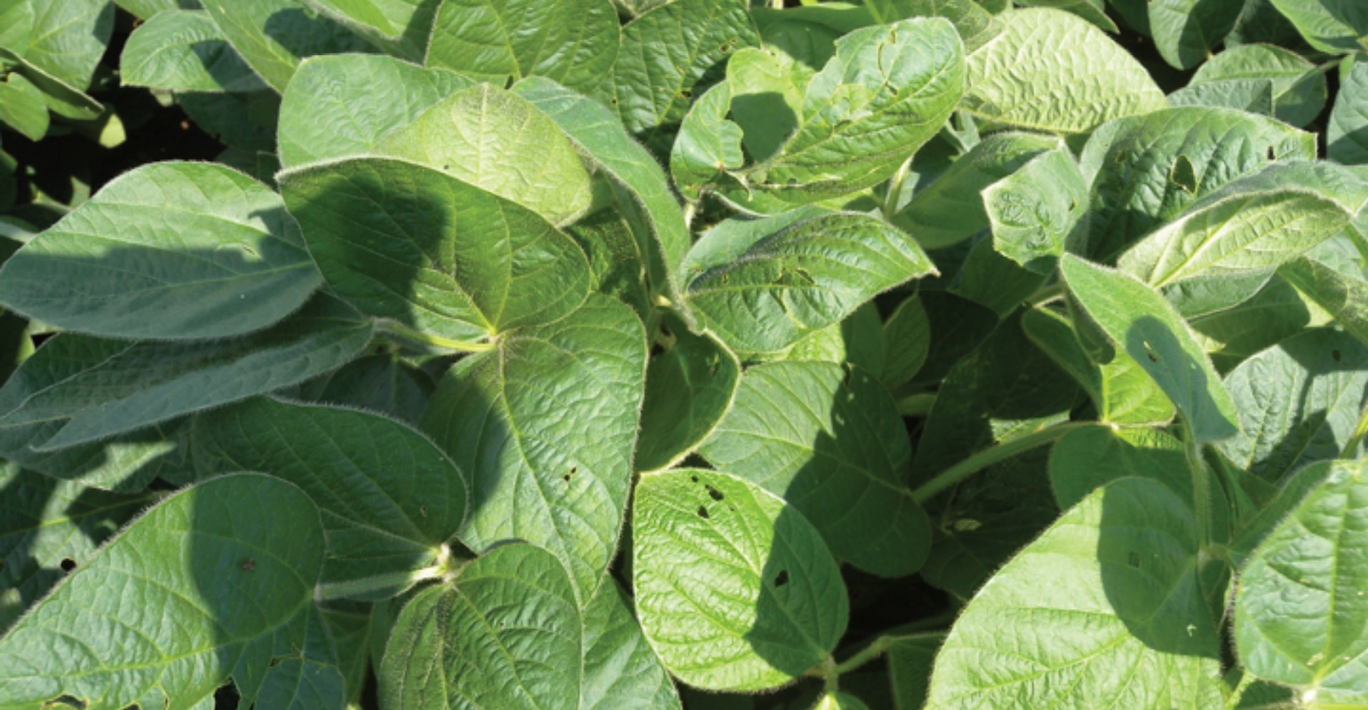 See for yourself why triple rinsing pays