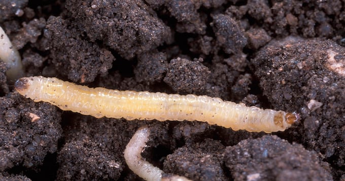 Corn Rootworm Management Options