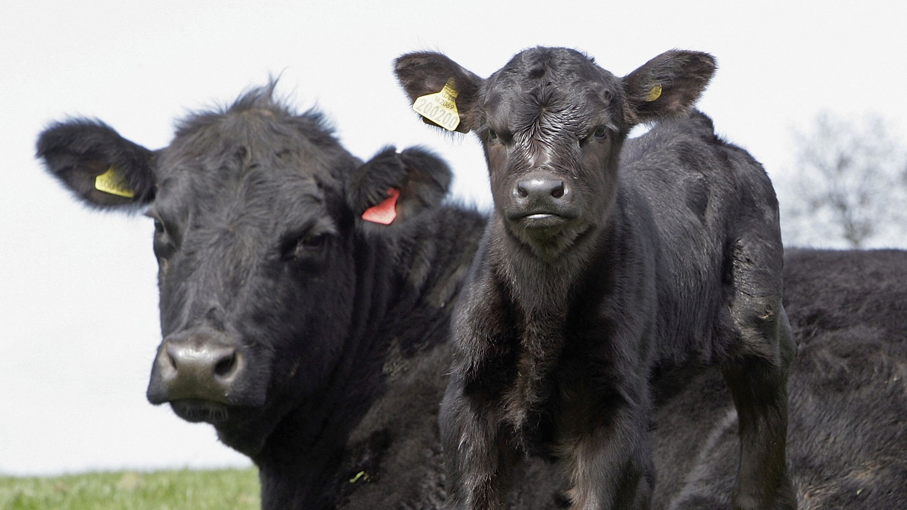 Key to more milk: Focus on dairy calf udder development