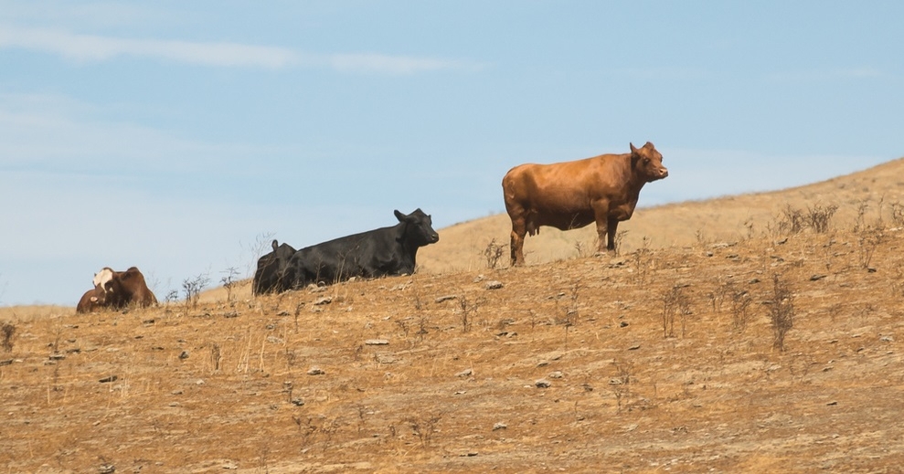 Cost of hay doubles, beef producers consider liquidation