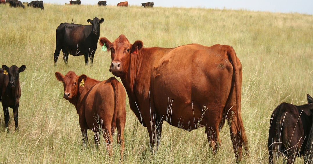 New app provides training for beef cattle locomotion scoring