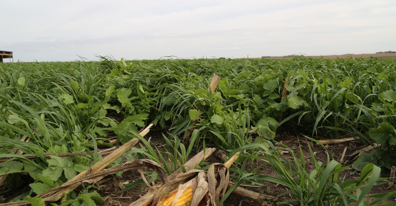 6 tips to manage cover crops this spring