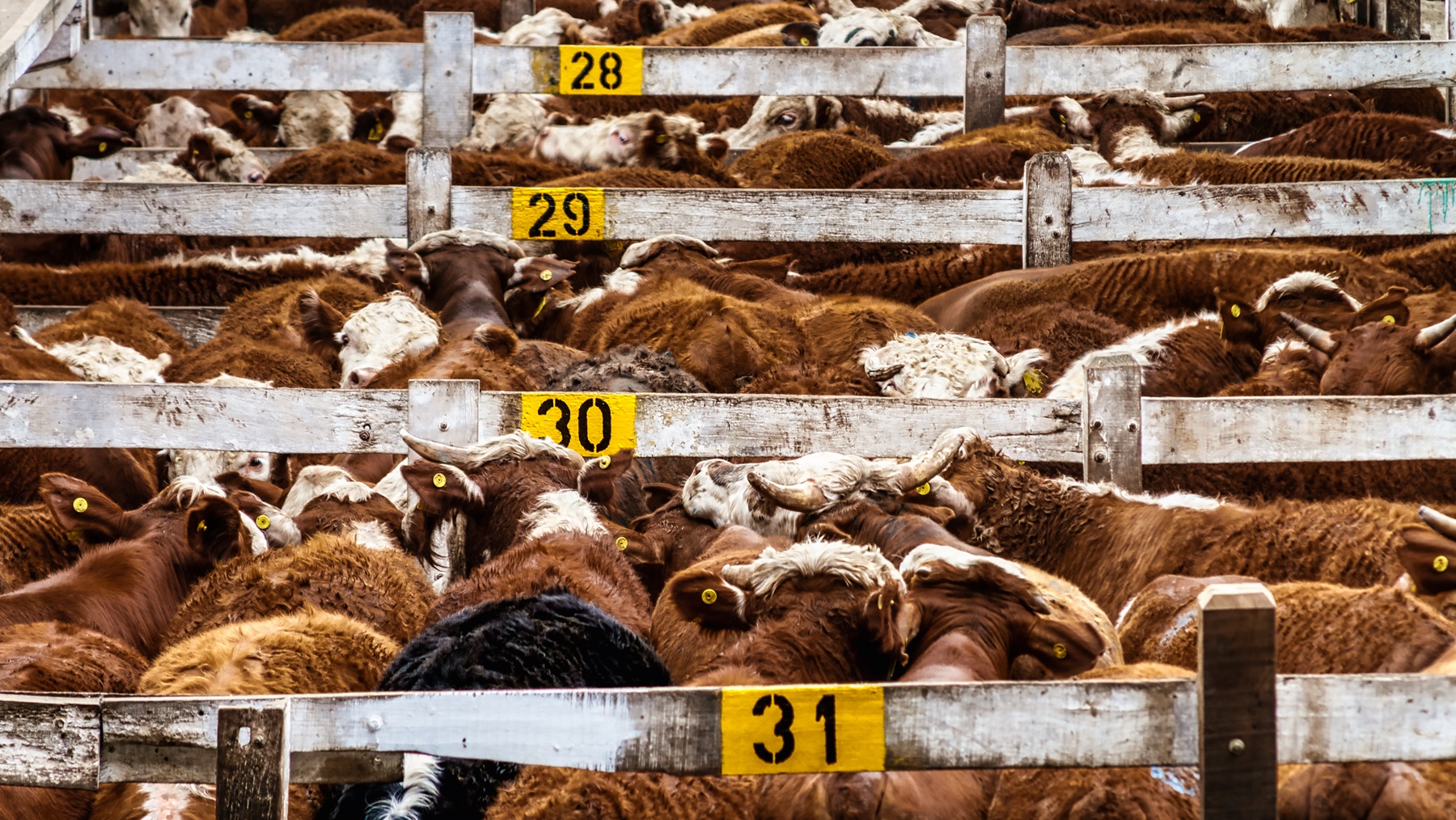 2025 Farm Progress Show returns to Illinois, Aug. 26-28