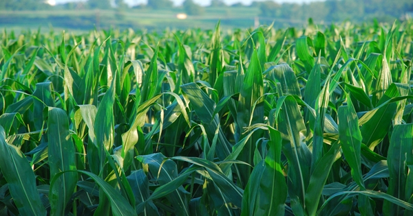 The rise of Brazilian agriculture