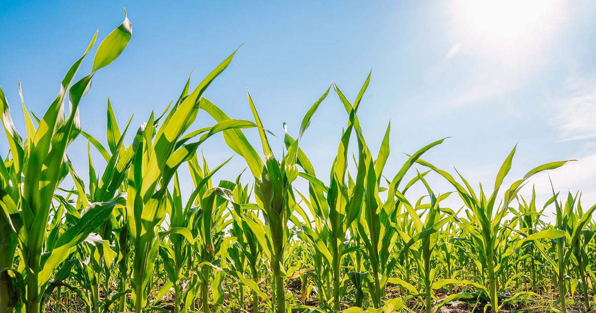 How El Nino could help farmers outyield high production costs