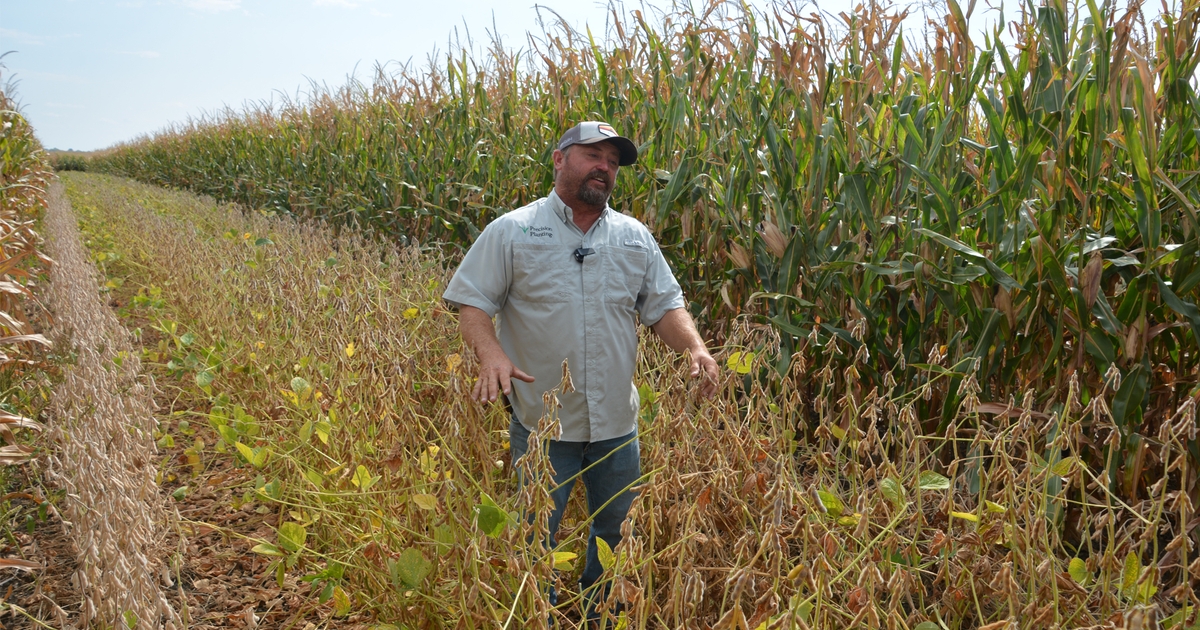 Studies prove shade limits soybean yields