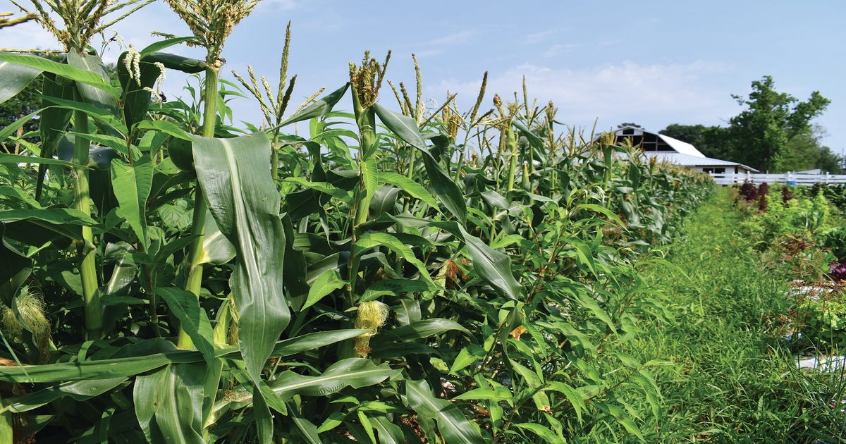 Diversified farming operation remains sustainable.