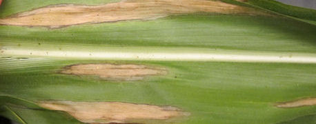 Keep an Eye Out for Foliar Diseases in Corn