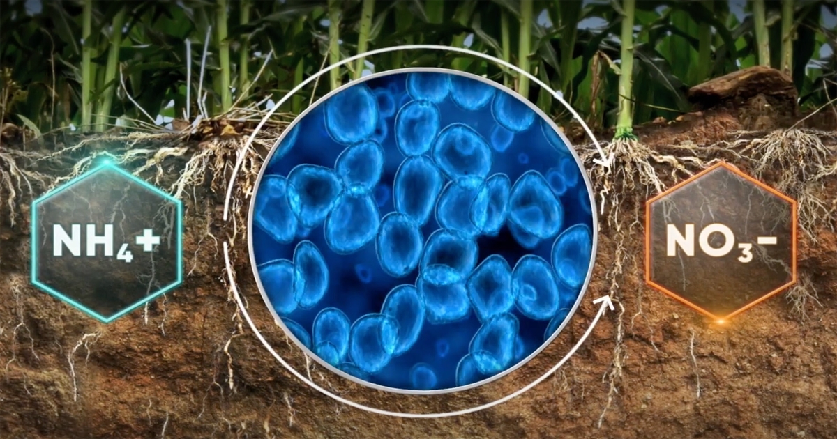 Video: the science behind nitrogen loss