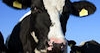 UW-Madison To Dedicate Remodeled Dairy Cattle Center On March 9