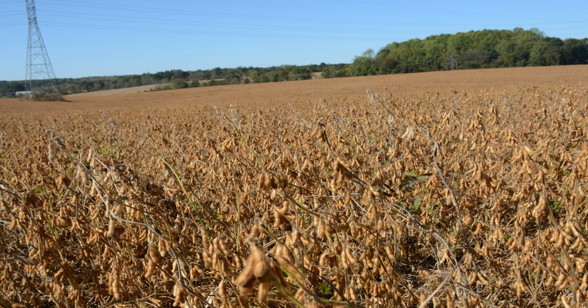 Making 100-bushel beans for the second straight year