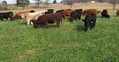 5 Tips to prevent pasture bloat in livestock