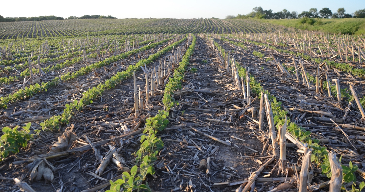 NebGuide covers soybeans with herbicide-resistant traits