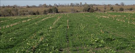 Attend a spring cover crop workshop near you