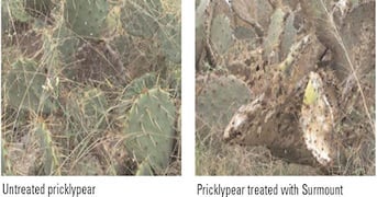 Surmount herbicide offers faster control of pricklypear