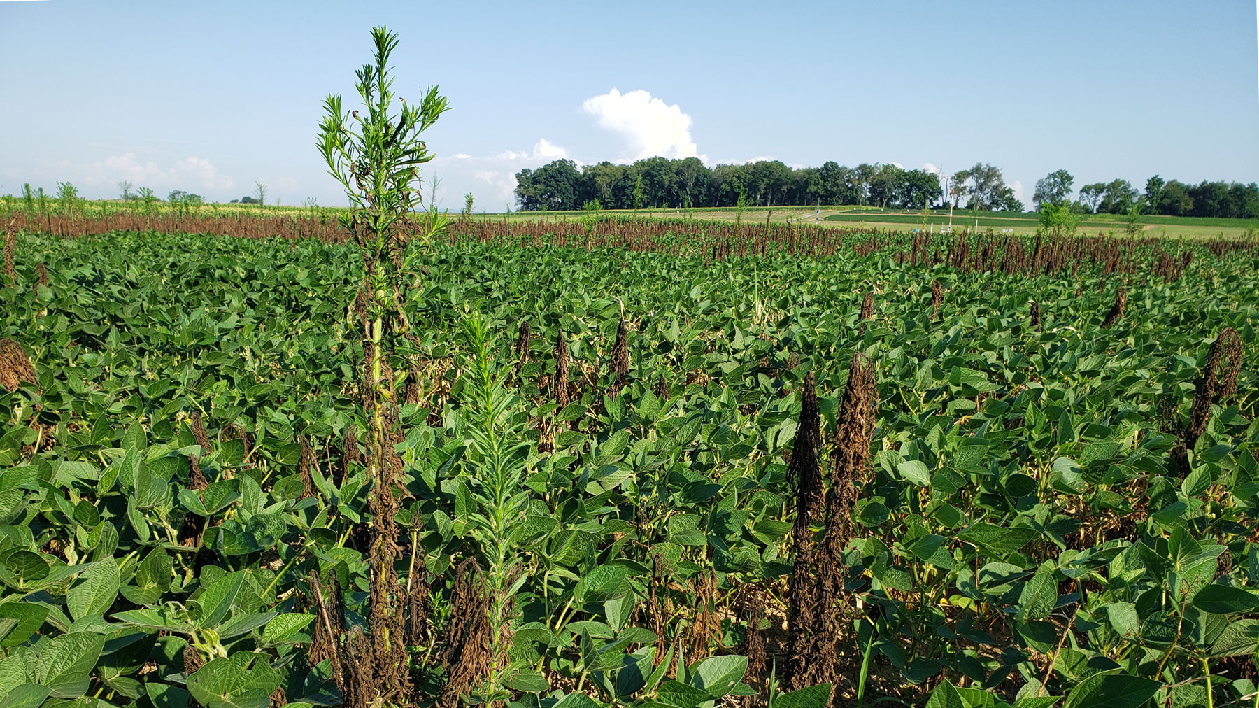 Follow these steps to avoid glufosinate resistance