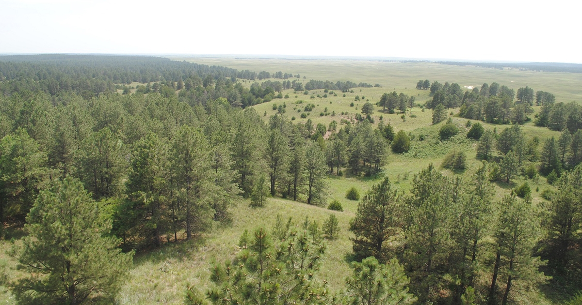 Trees for the Nebraska Sandhills