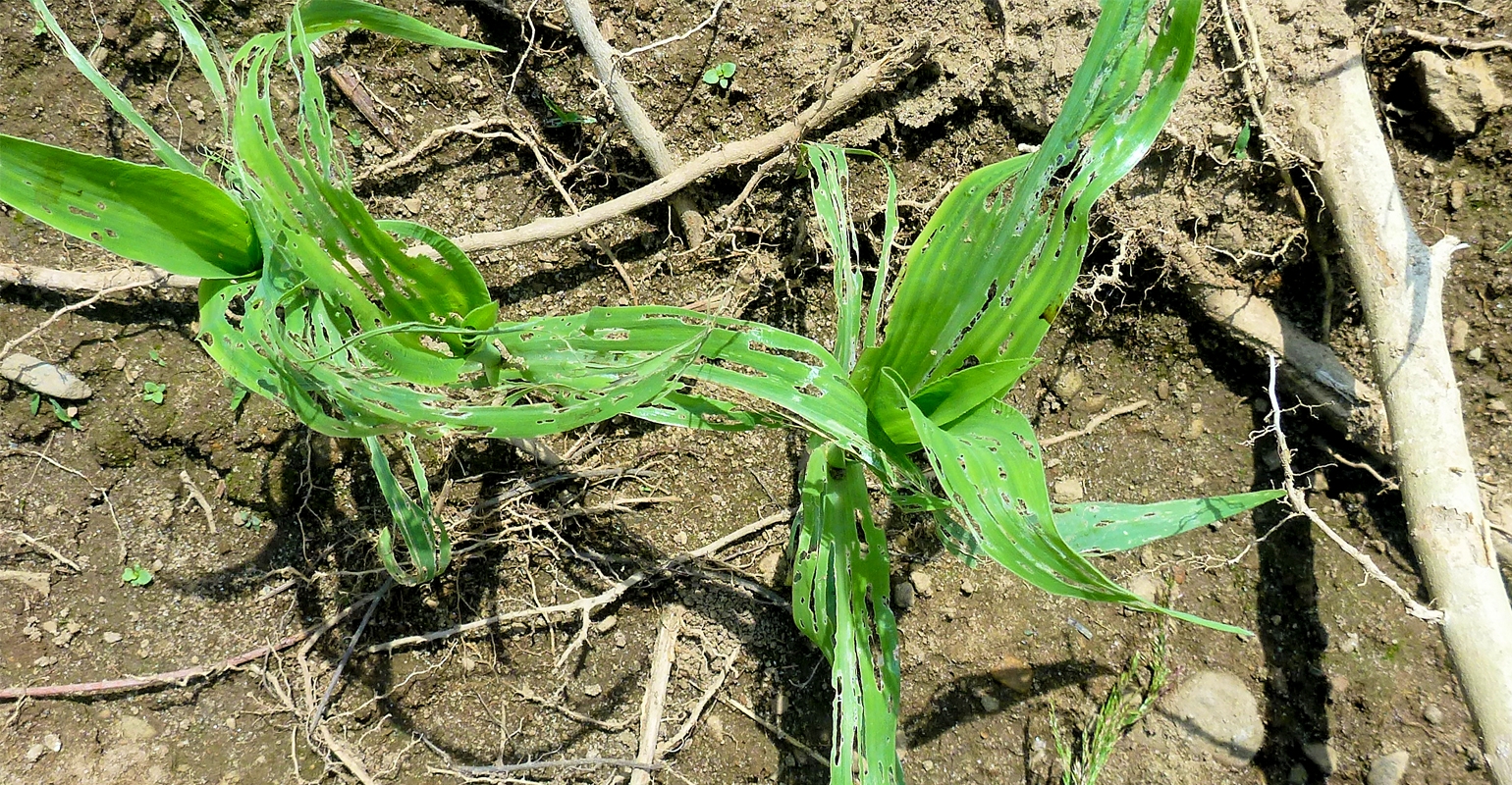 Squash those corn leaf-shredding slugs