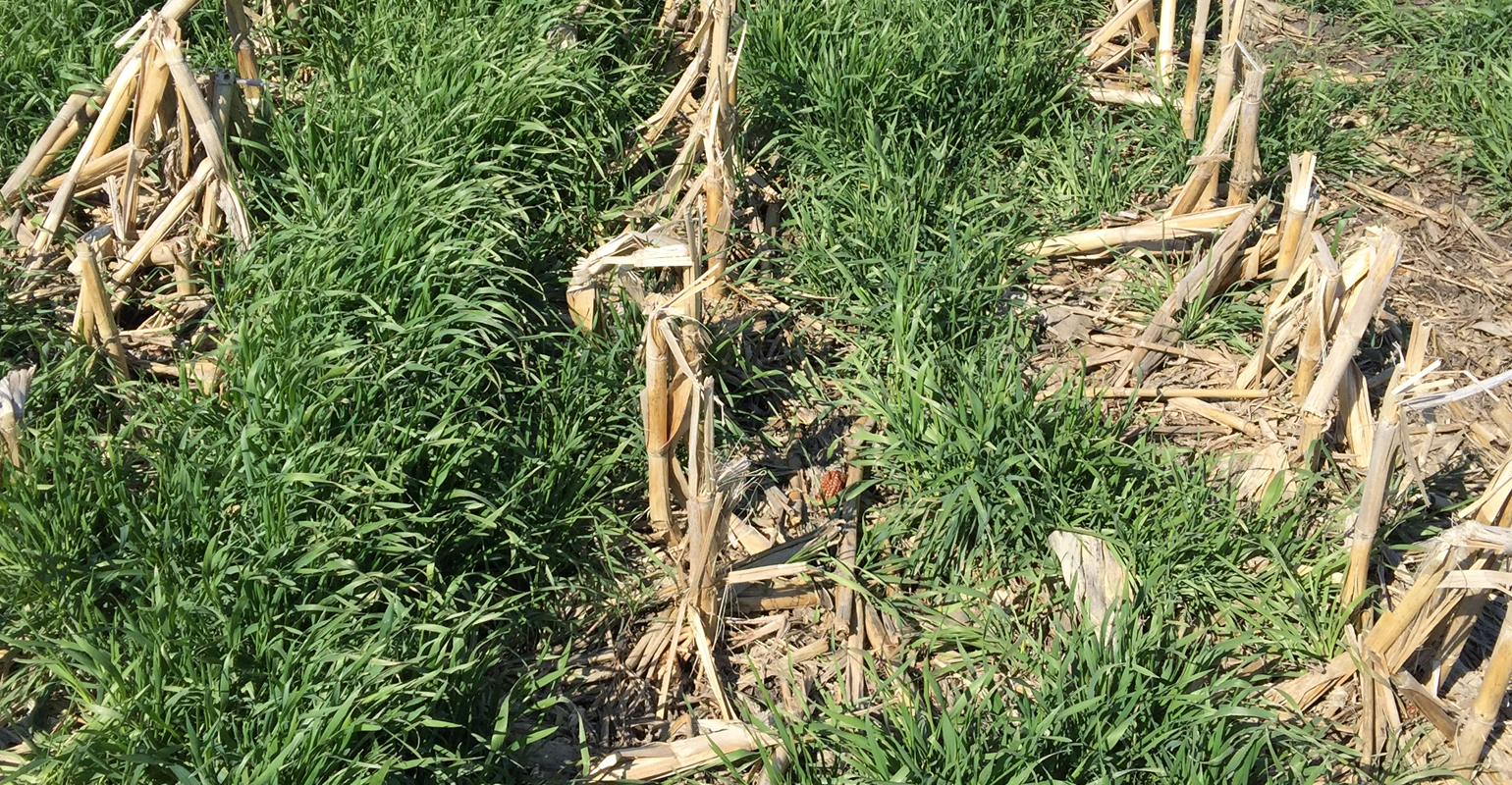 Cover crops help improve soil health