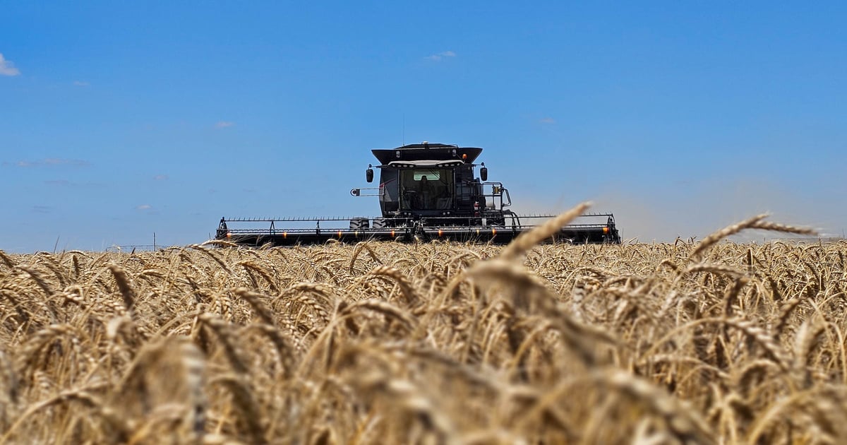 Low prices define tough wheat market heading into 2026
