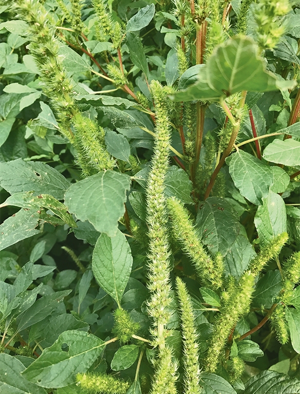 Palmer amaranth continues knocking on Minnesota’s door