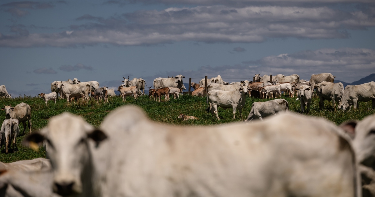 Meatpackers face turning point as China beef quotas hit Brazil