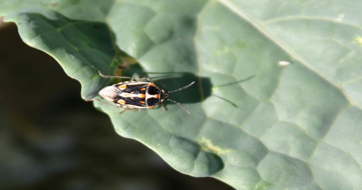 Bagrada bug in desert cole crops | Farm Progress
