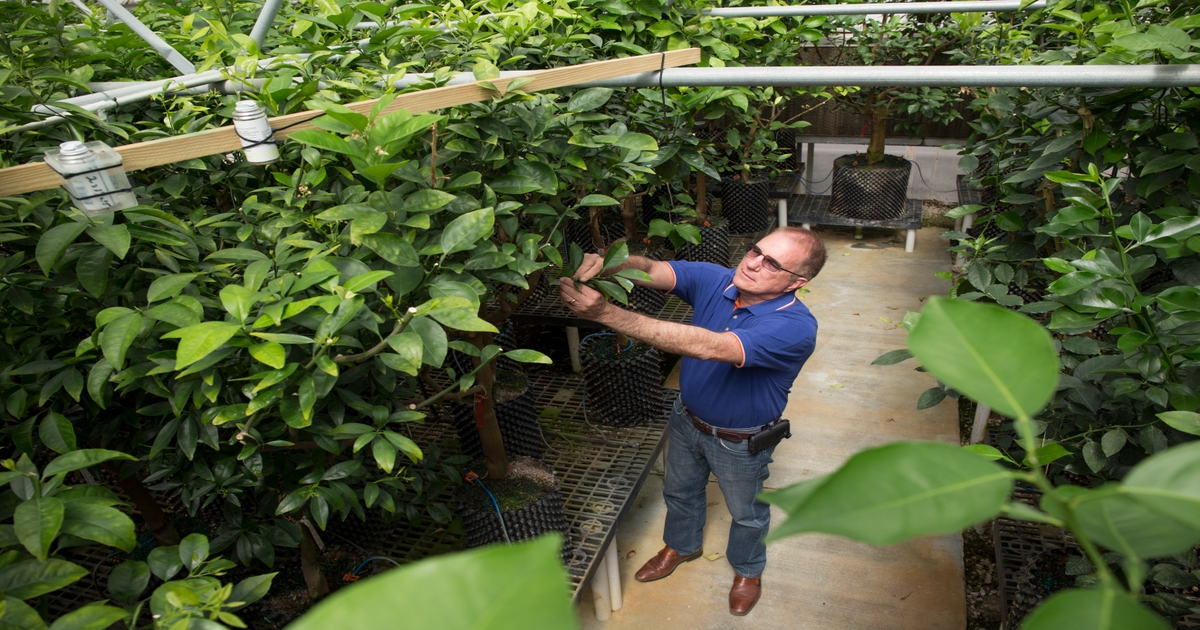 Top Florida citrus facility turns 100 years old