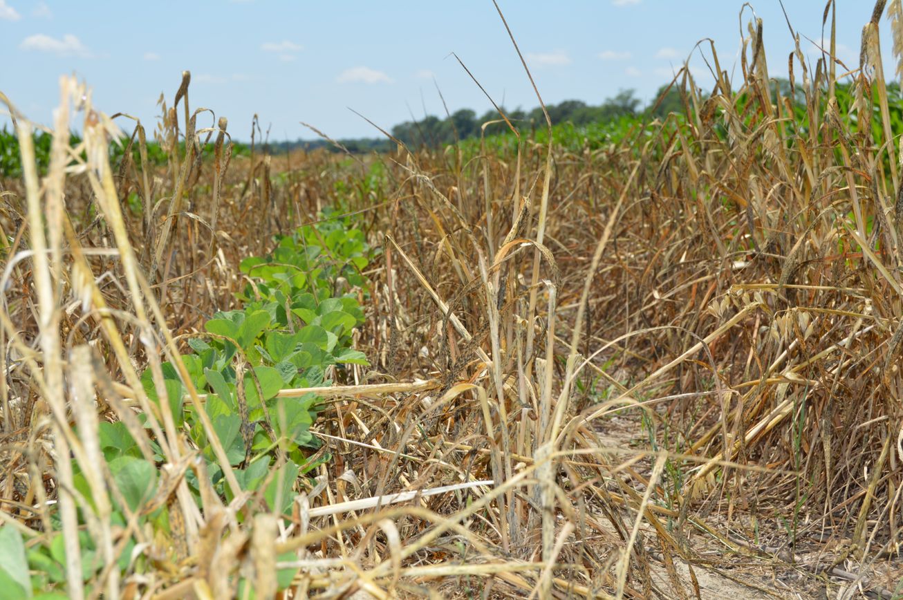 Cover crop selection depends on production goals
