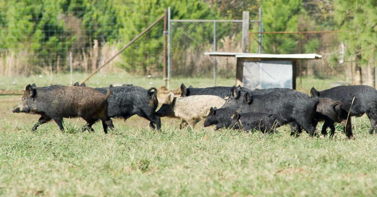 Southern researchers finding solutions to feral hogs