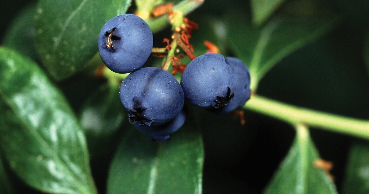 Blueberries draw highest value of pollination in Region 1