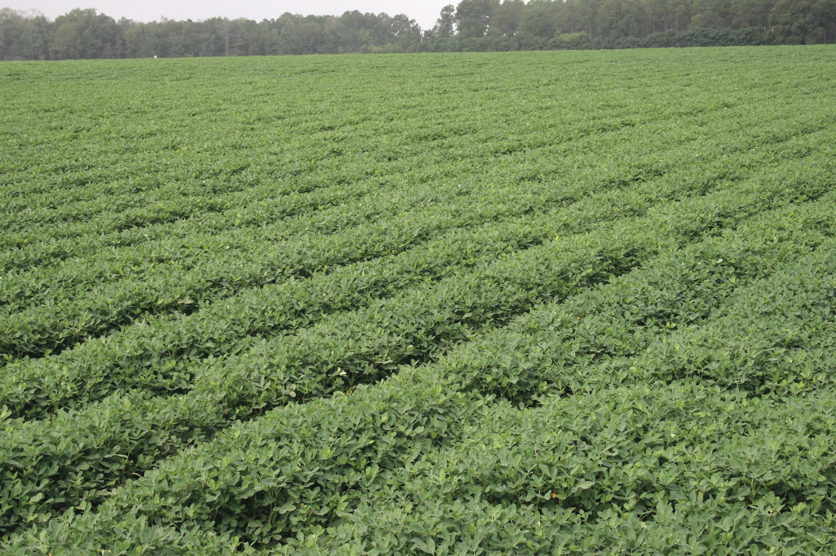 Meet the Challenge of Protecting Your Crops From Insect Pests